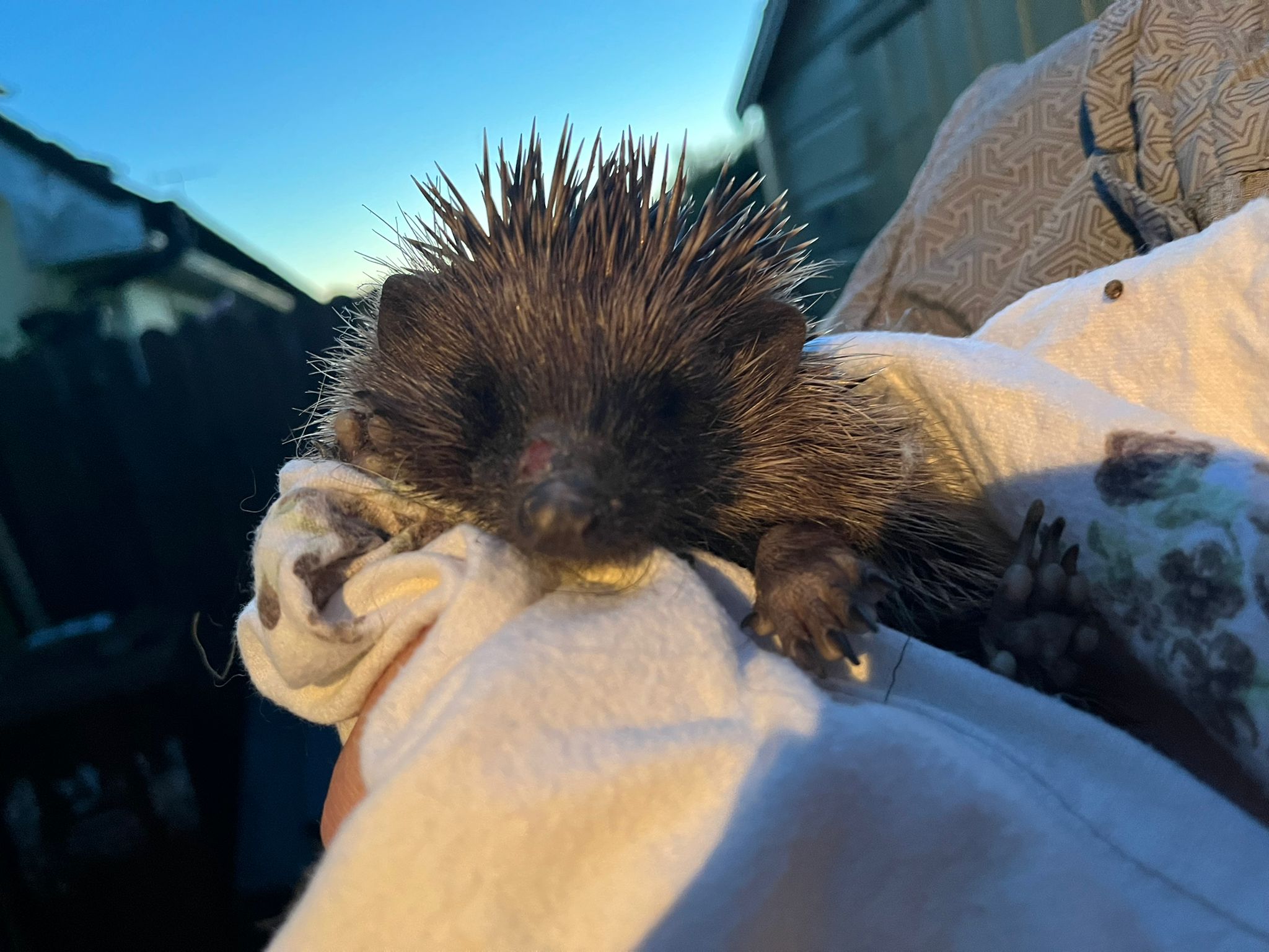 Hedgehogs at home - THE HOOT