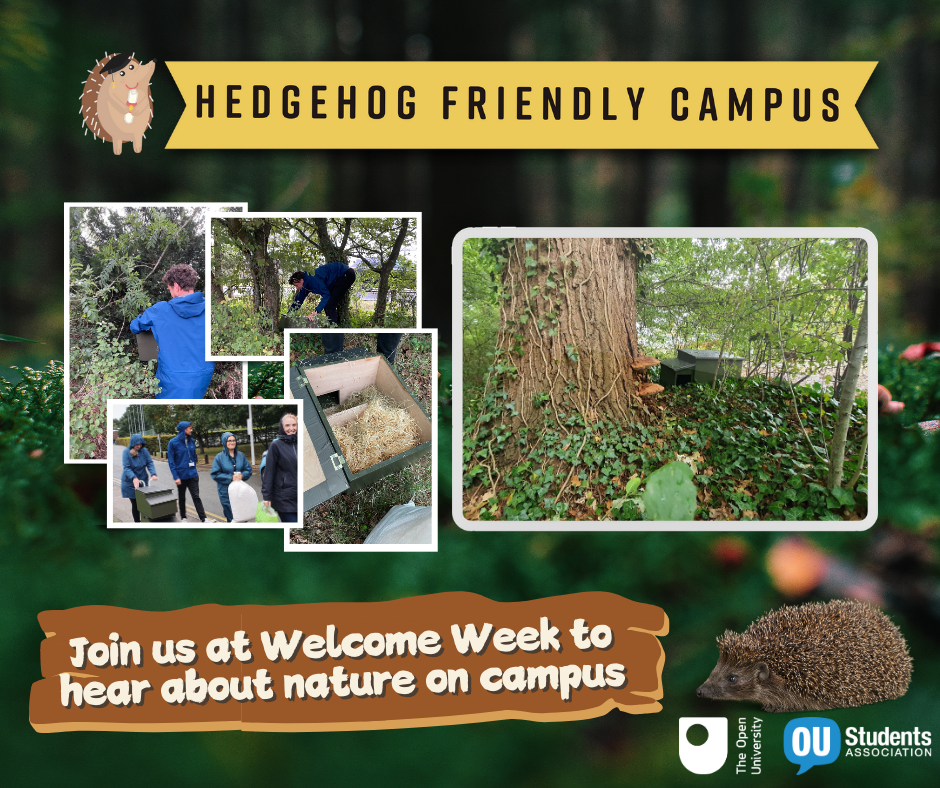 How to help hedgehogs – a species in decline - THE HOOT