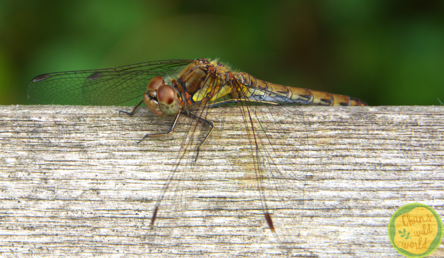 The silent disappearance: why insects matter more than you think - THE HOOT